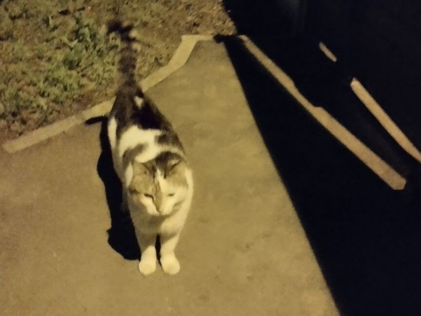 Хозяйка котика уехала за границу