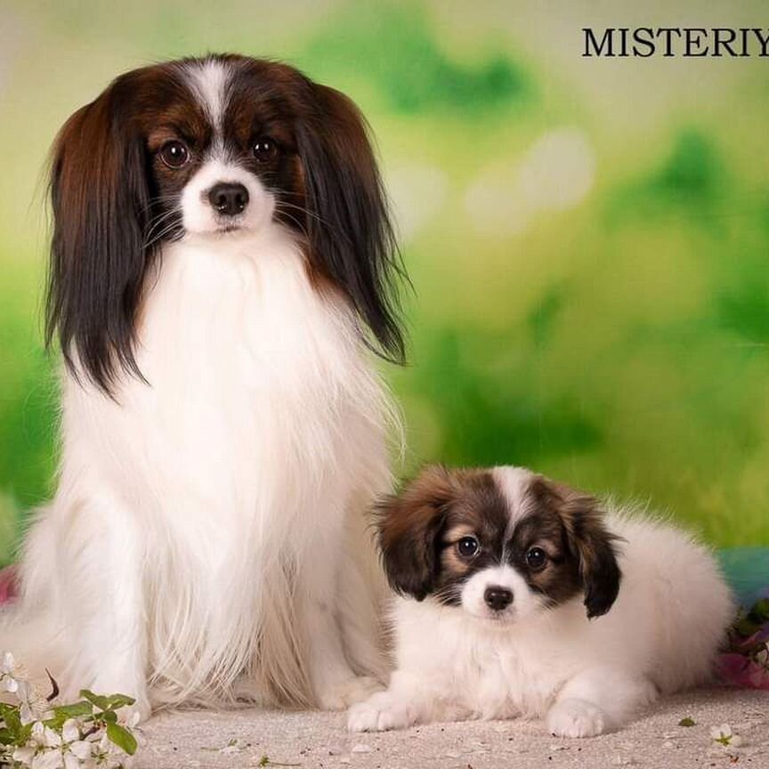 Фален мальчик соболь