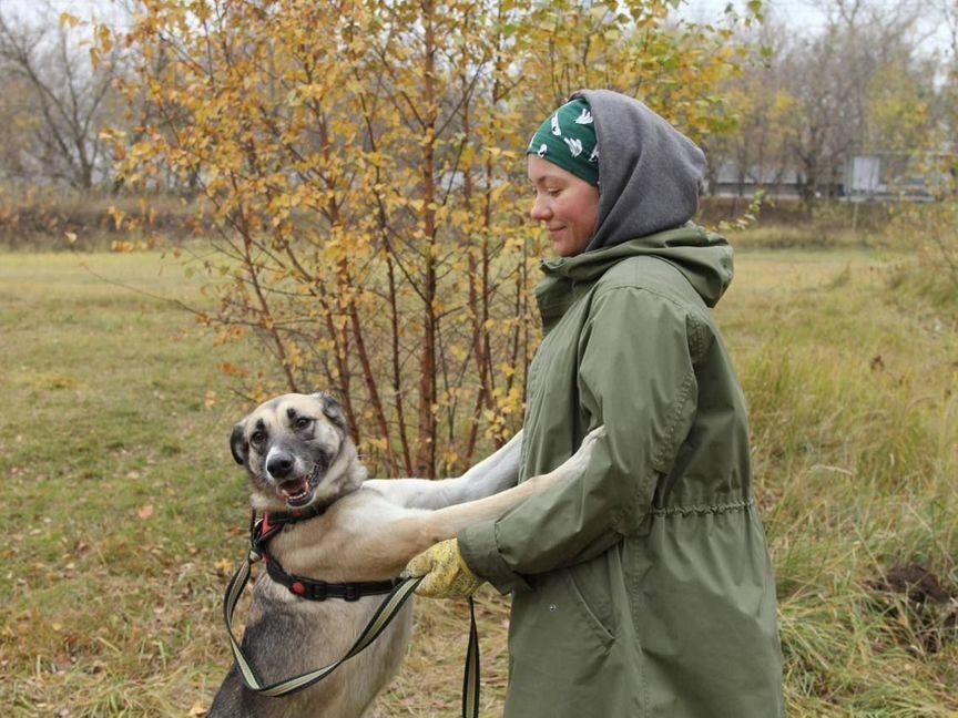 Серая собака из приюта ищет дом