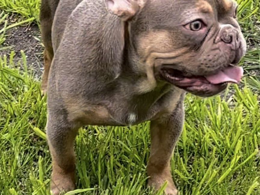 Французский бульдог изабелла