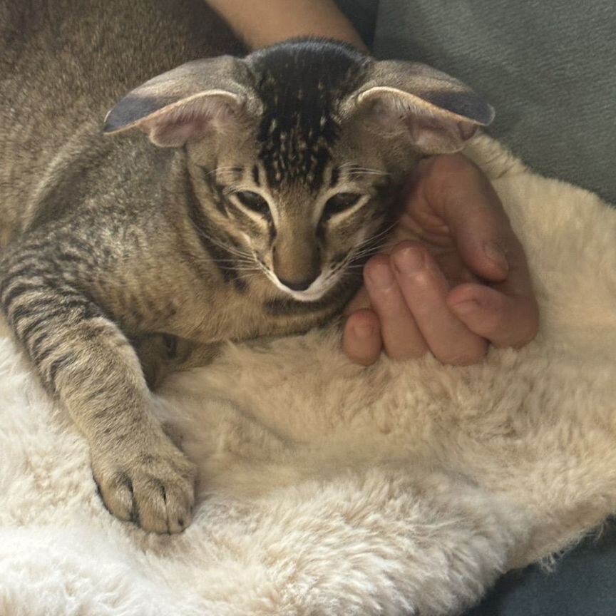 Ориентальный котёнок