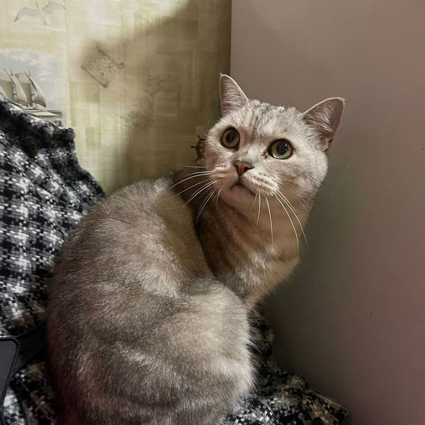 Котик Аарон в дар