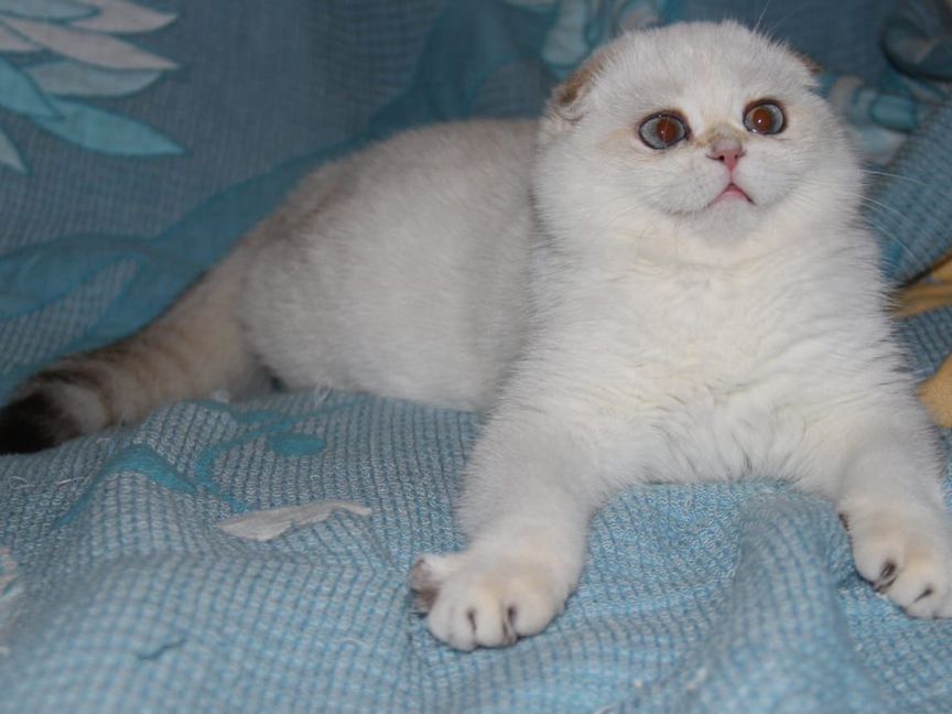 Шотландский котик