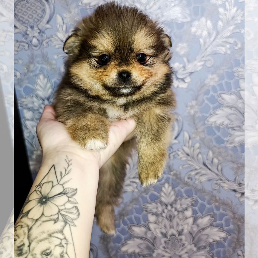 Померанский шпиц, щенок