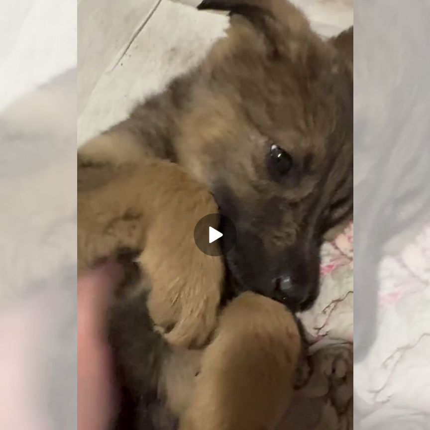 Немецкая овчарка, щенок