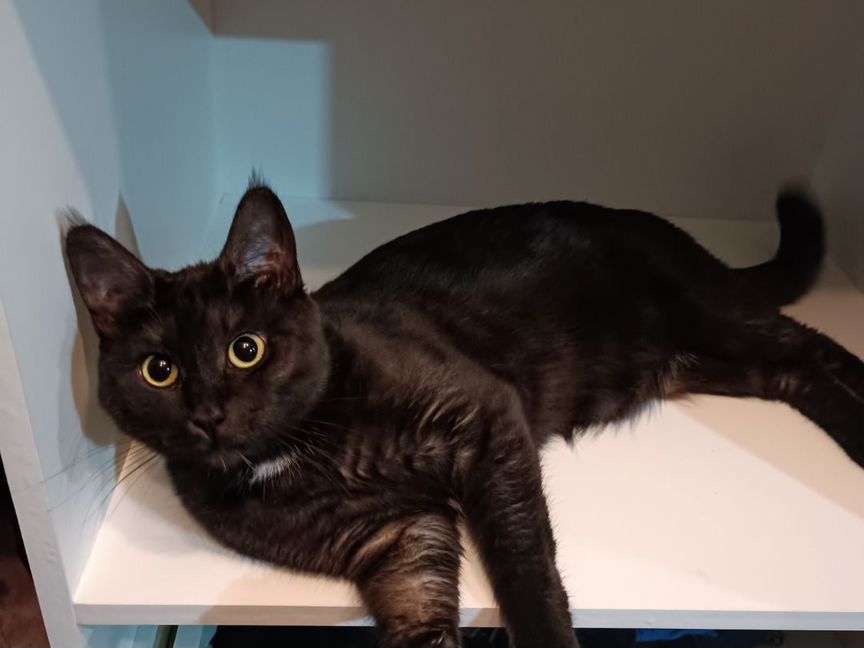 Кошка
