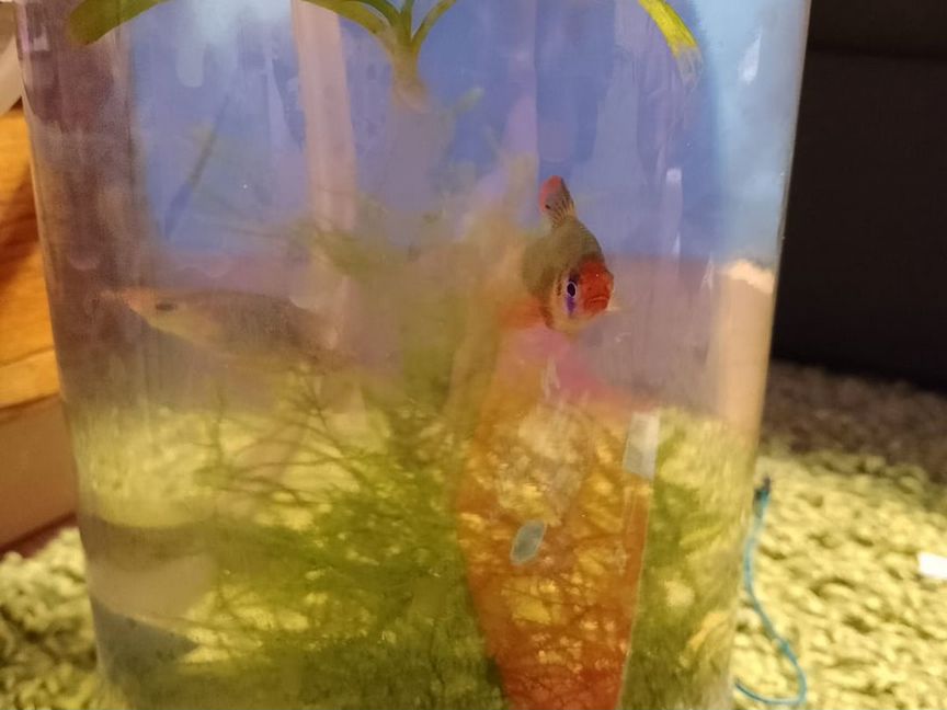 Барбус зеленый