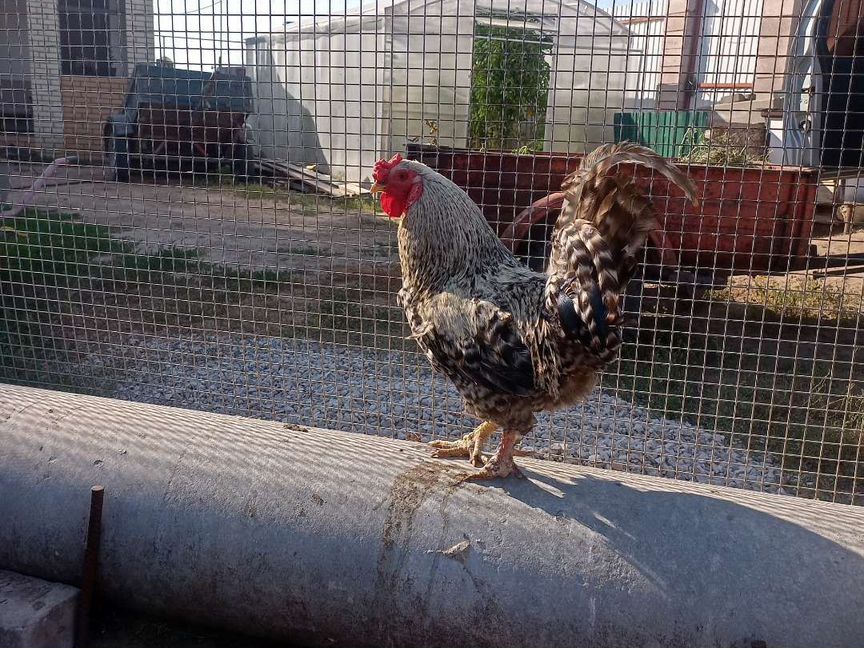 Куры петухи