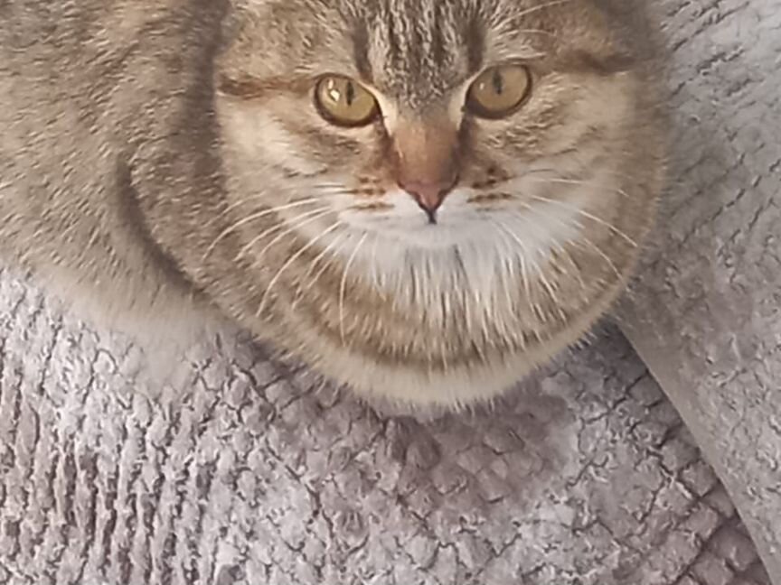 Котенок подросток
