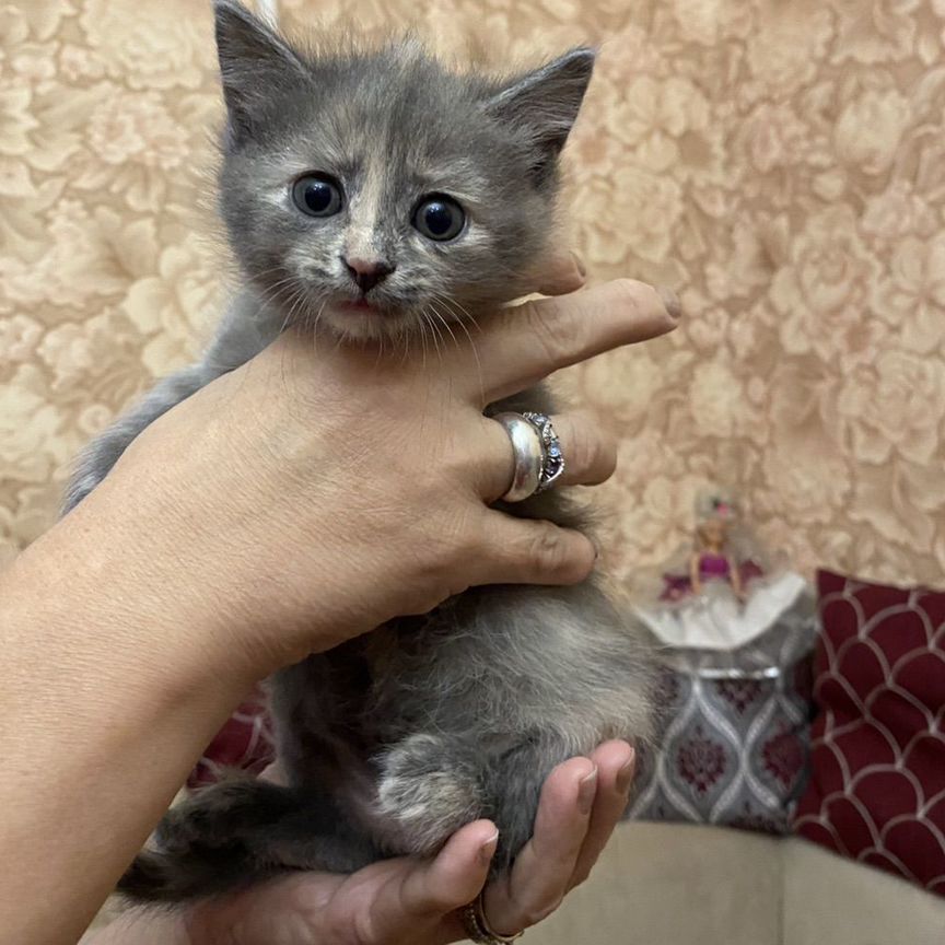 Отдадим в бесплатные руки 2х котят