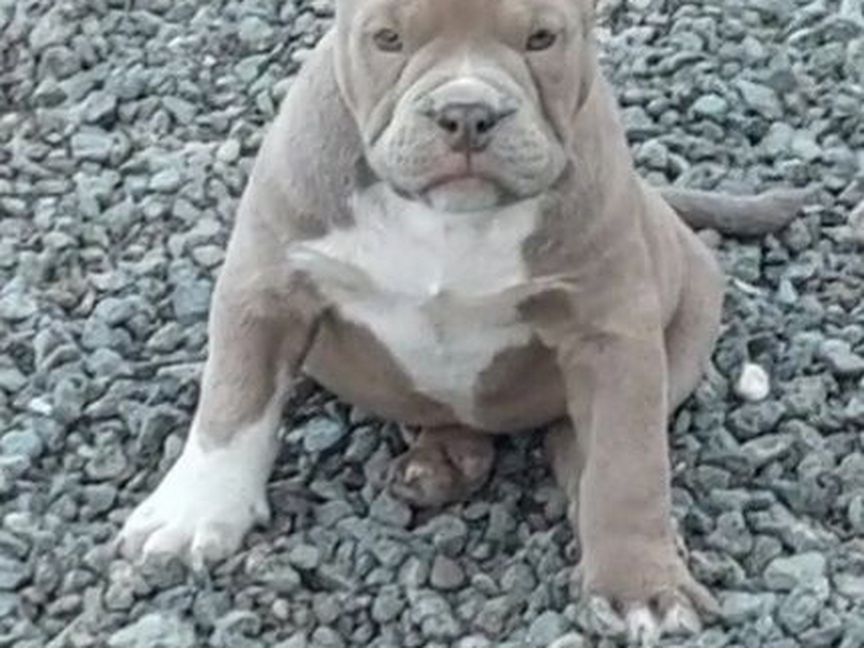 Американский булли