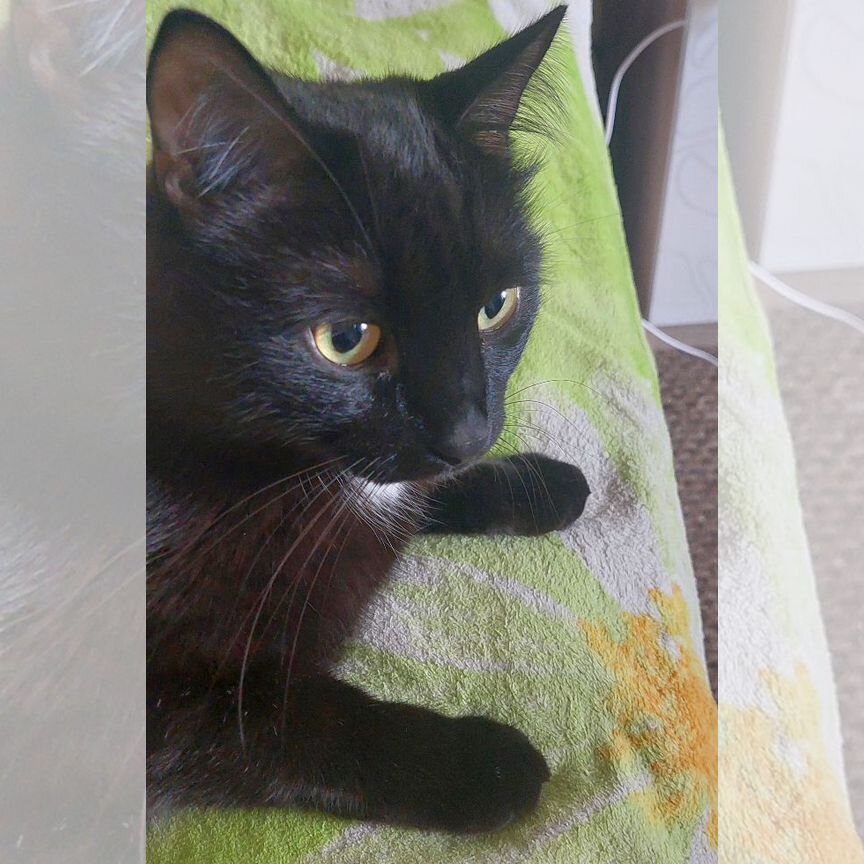 Отдам бесплатно котика