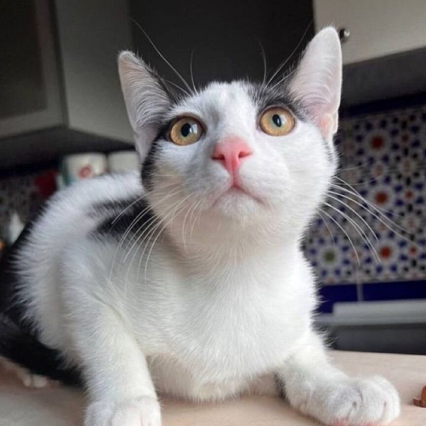 Котенок мальчик ишет дом