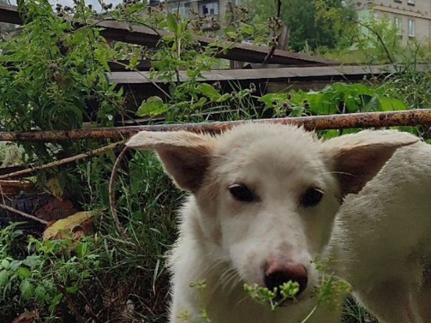 Собака Беляшик