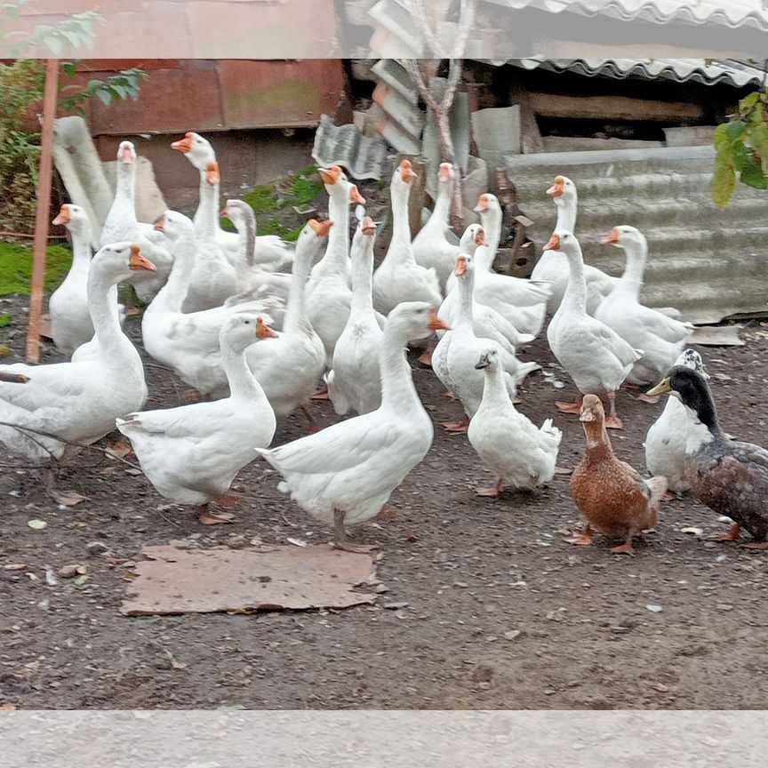 Гуси Линда (горьковская линдовская)