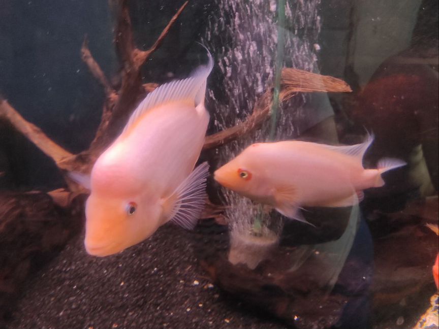 Пара цитронов (арлекин)