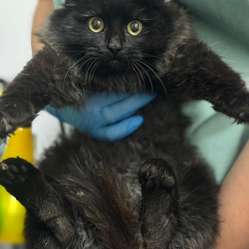 Чудо-котенок Зельда.Шанс найти семью