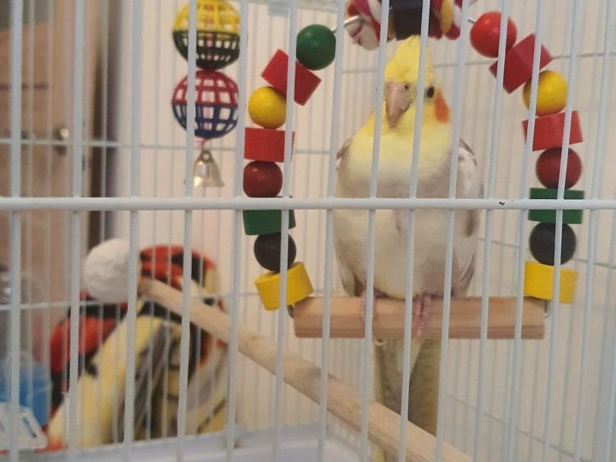 Продам кореллу 8 месяцев