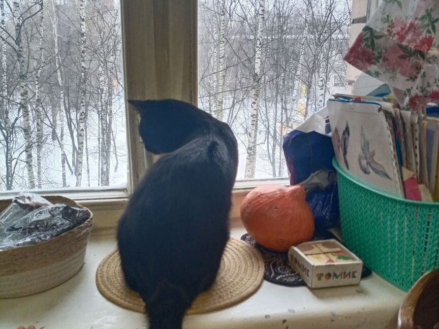Черный котенок в добрые руки