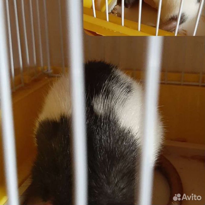 Крыска ручная