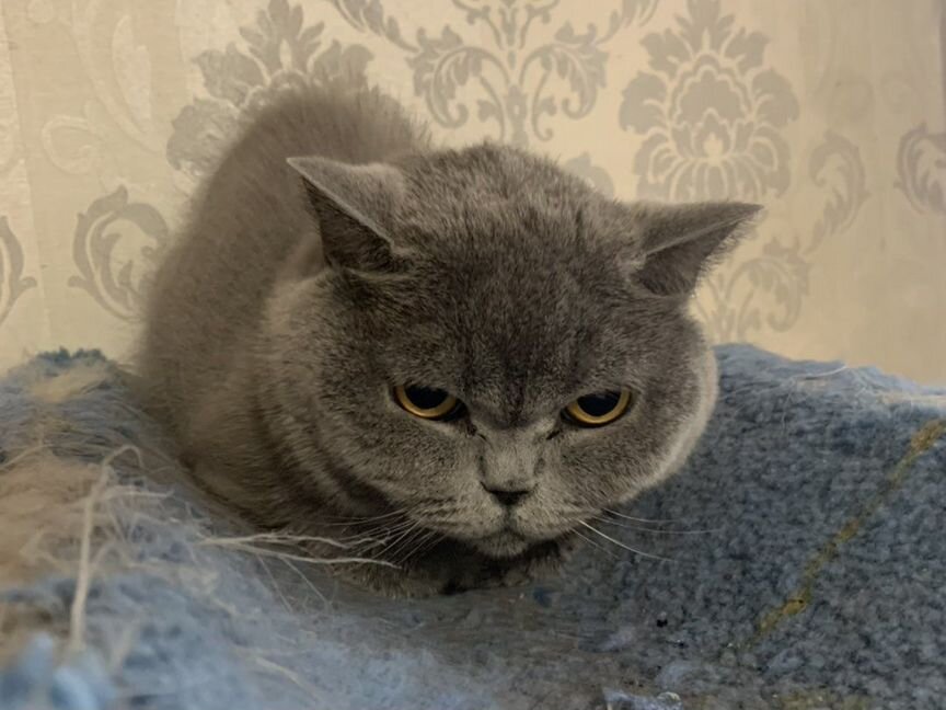 Отдам в добрые руки