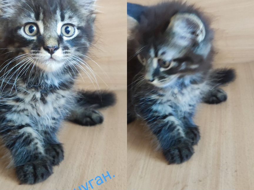 Котята - помесь мейн-кун и дворянин