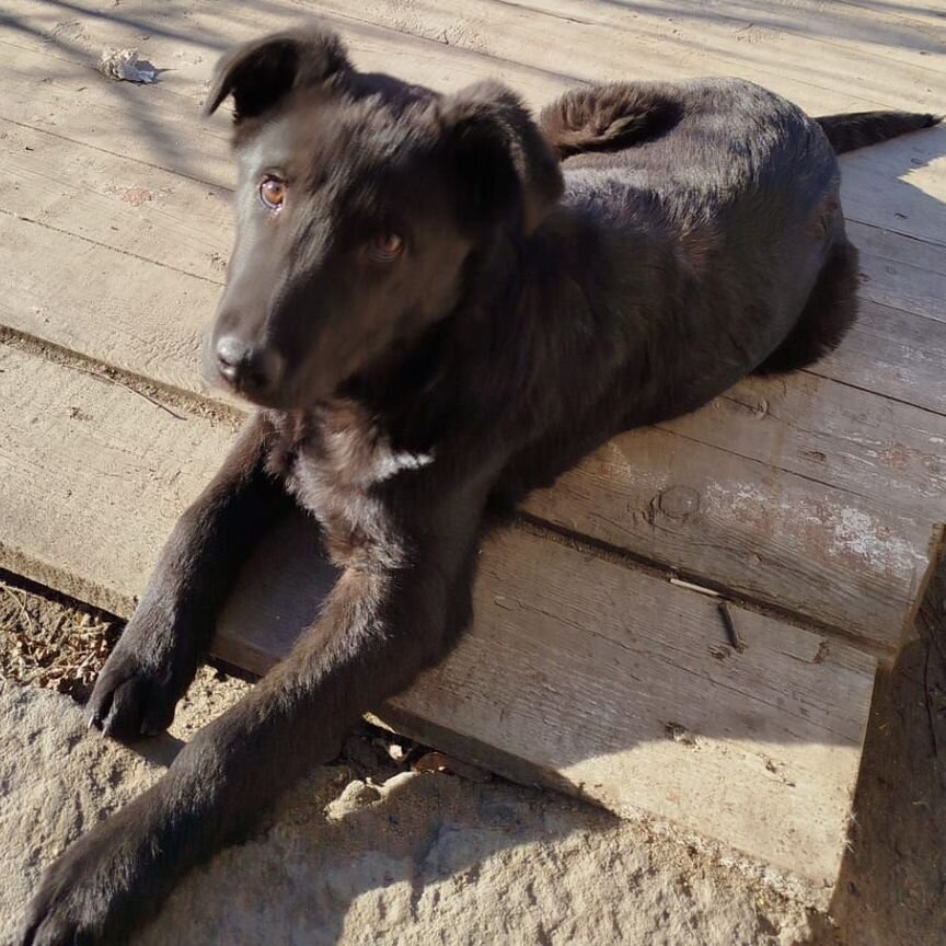 Щенок Мишуля