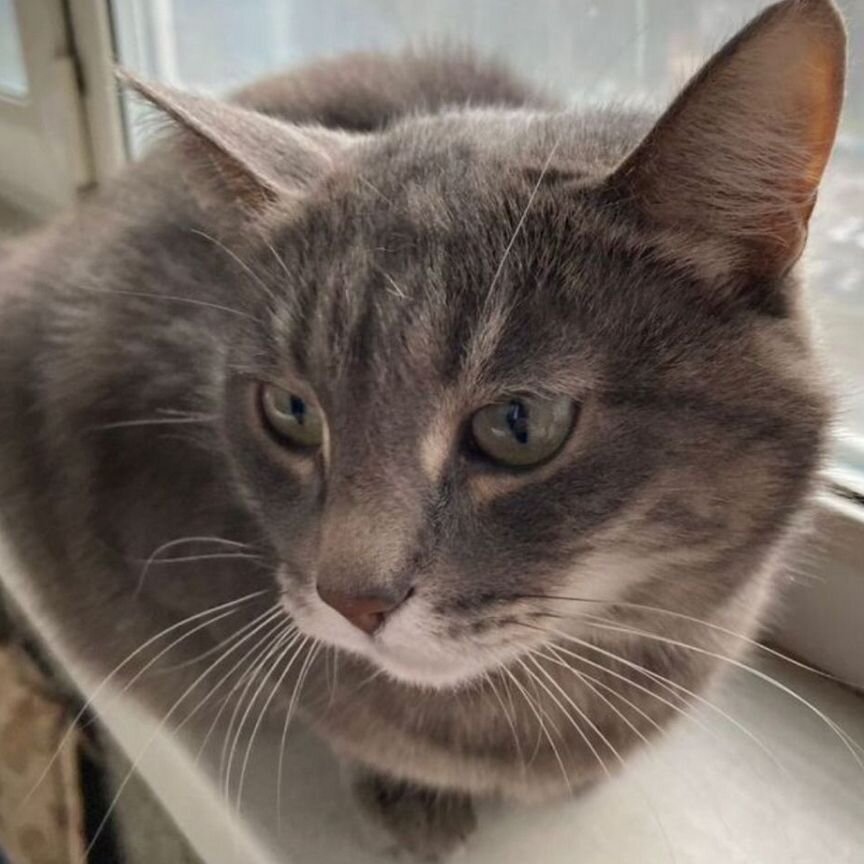 Взрослая, Девочка кошка в добрые руки