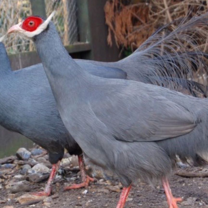 Фазан ушастый