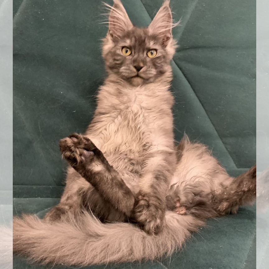 Мейн-кун котёнок