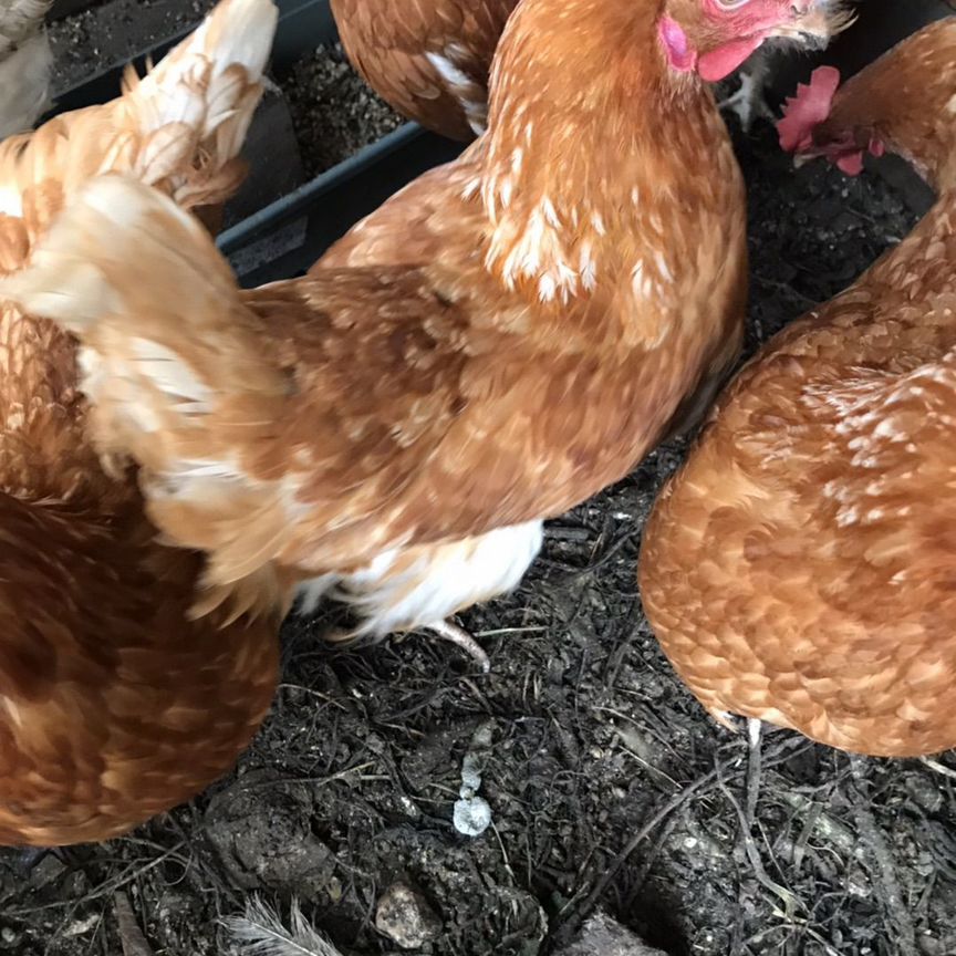 Куры несушки 9 мес