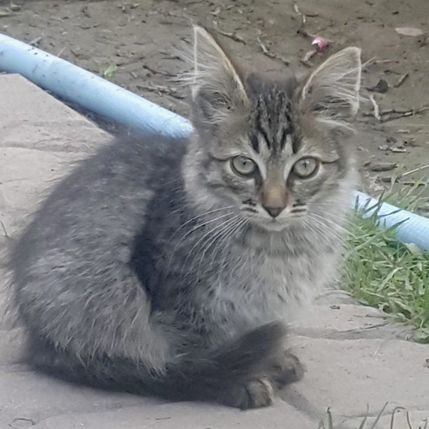 Котенок девочка 2 месяца пушистая