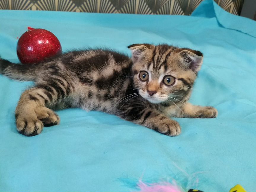Шотландский котик