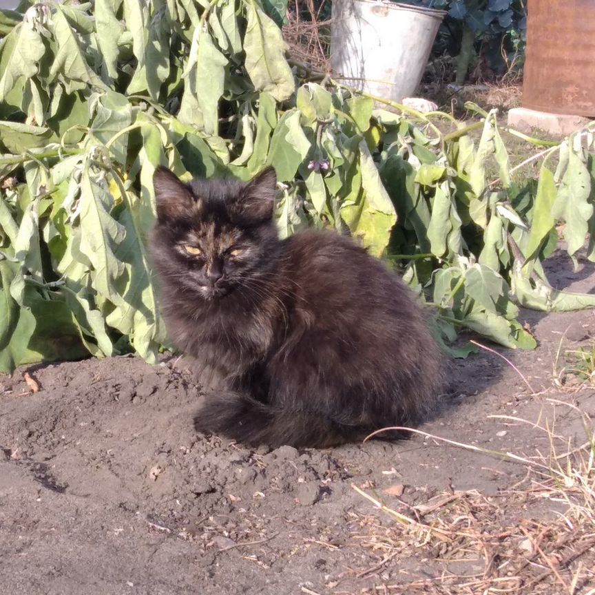 Котёнок в добрые руки