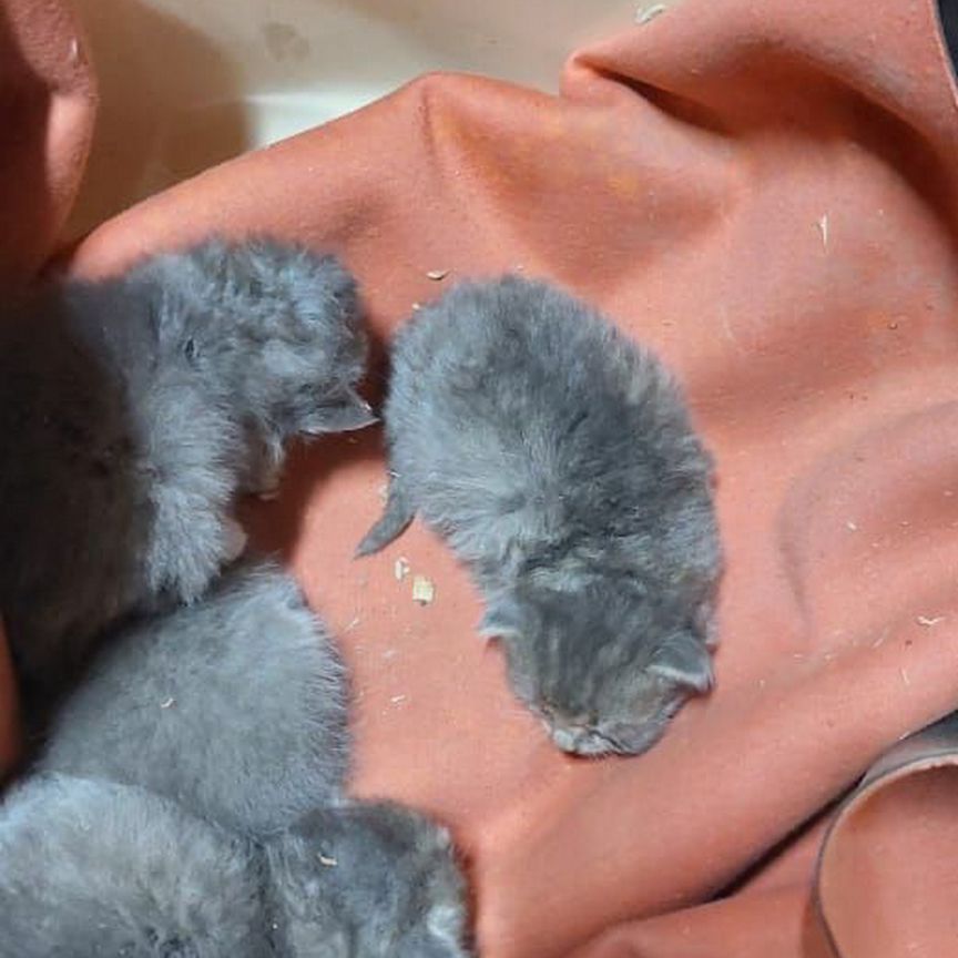 Продаем котят