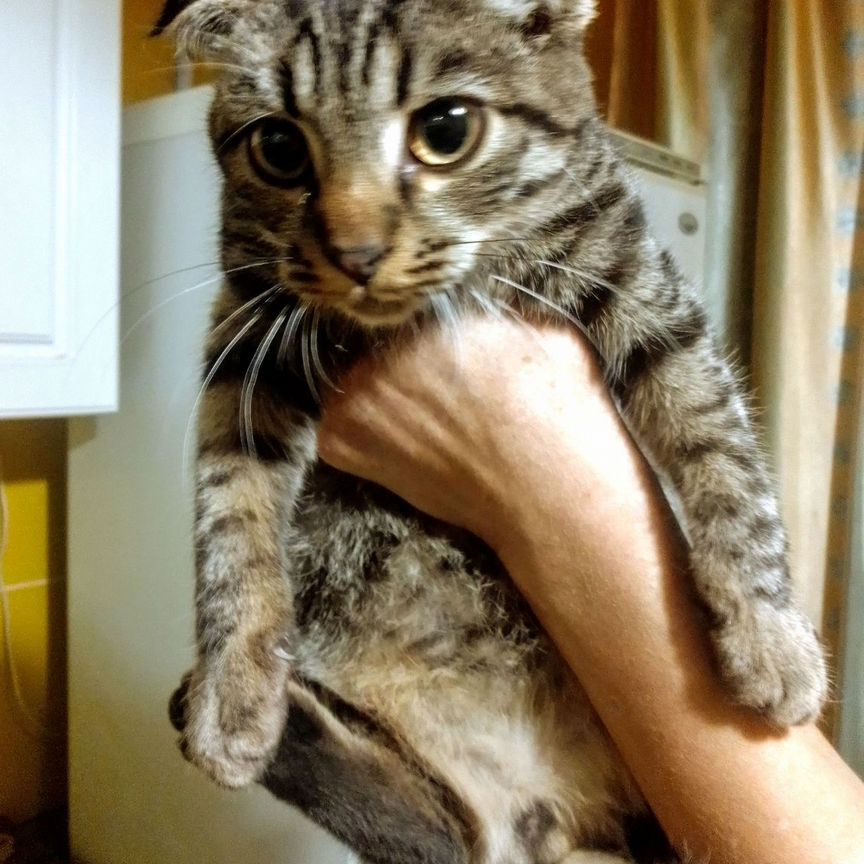 Котятам нужен дом