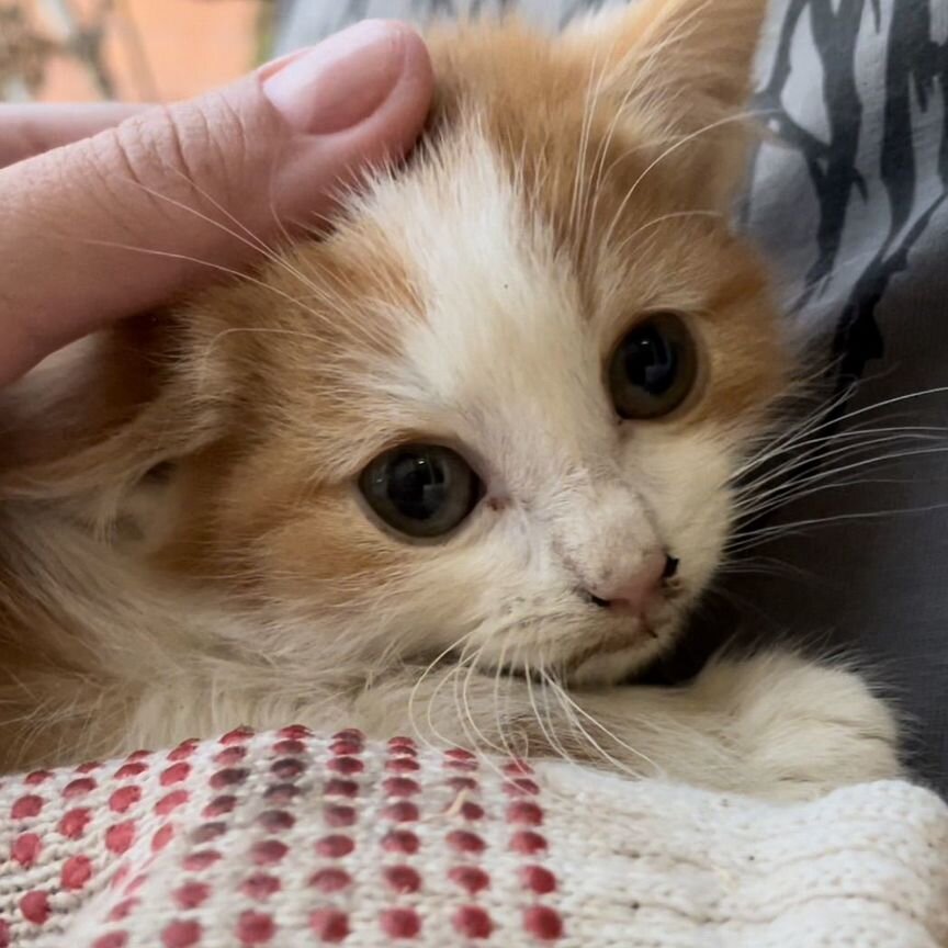 Котята бесплатно