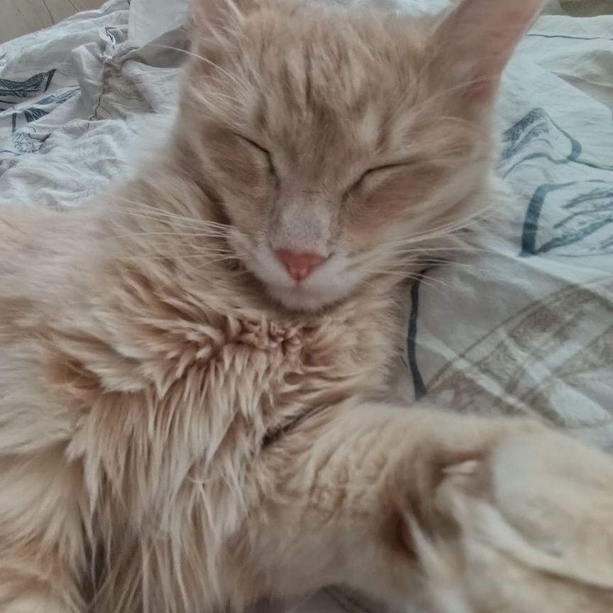 Отдам кота в добрые руки