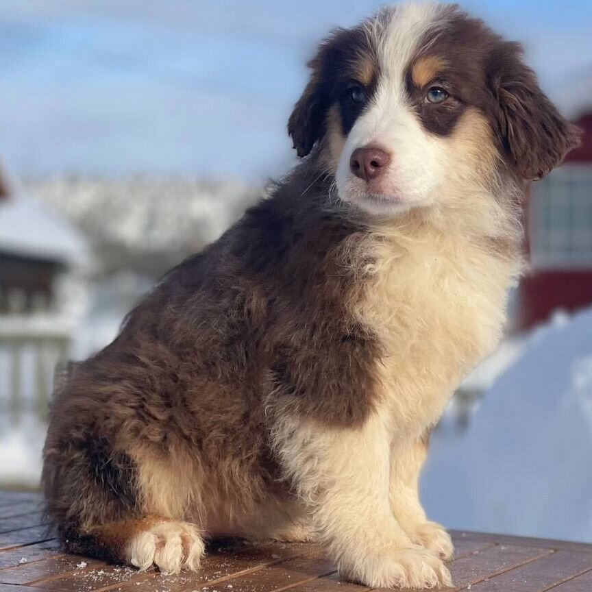 Австралийская овчарка, щенок