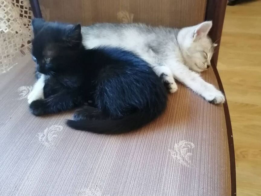Кошки