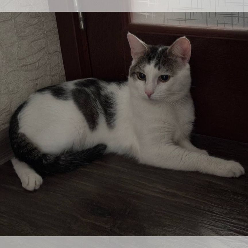 Котика выбросили хозяева