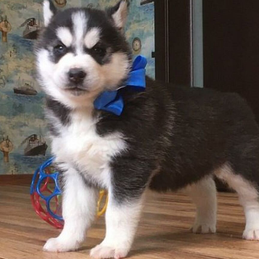 Очаровательные щенята хаски разных окрасов для вас