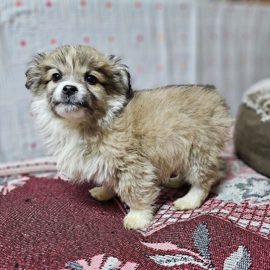 Восхитительная щенуля Мия от мамы пекинес, будет м