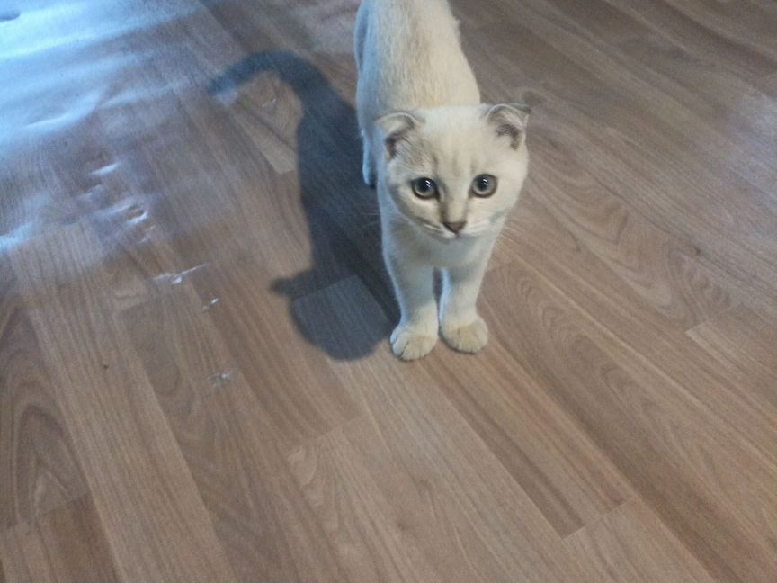 Продаю котят Шотландская вислоухая