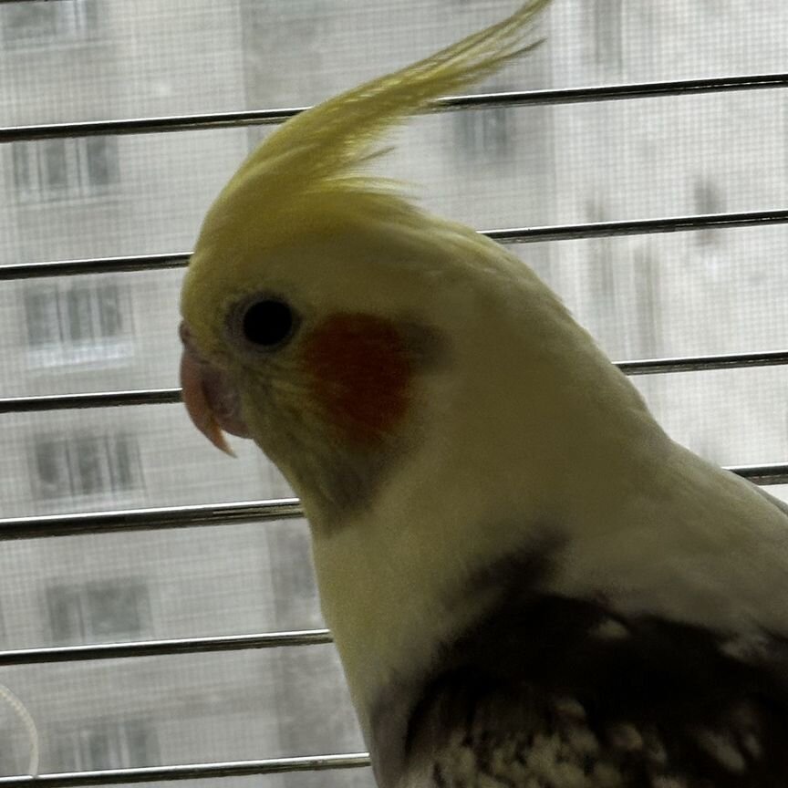 Попугай корелла самка(бронь)