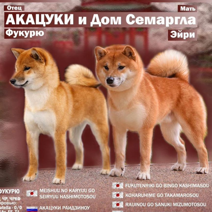 Сиба ину