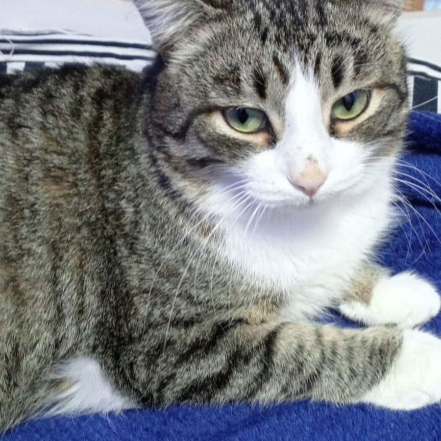 Котики бесплатно в добрые руки