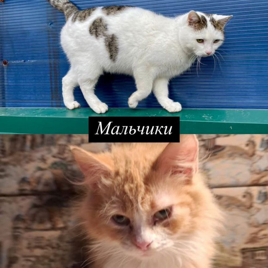 Кошки в добрые руки