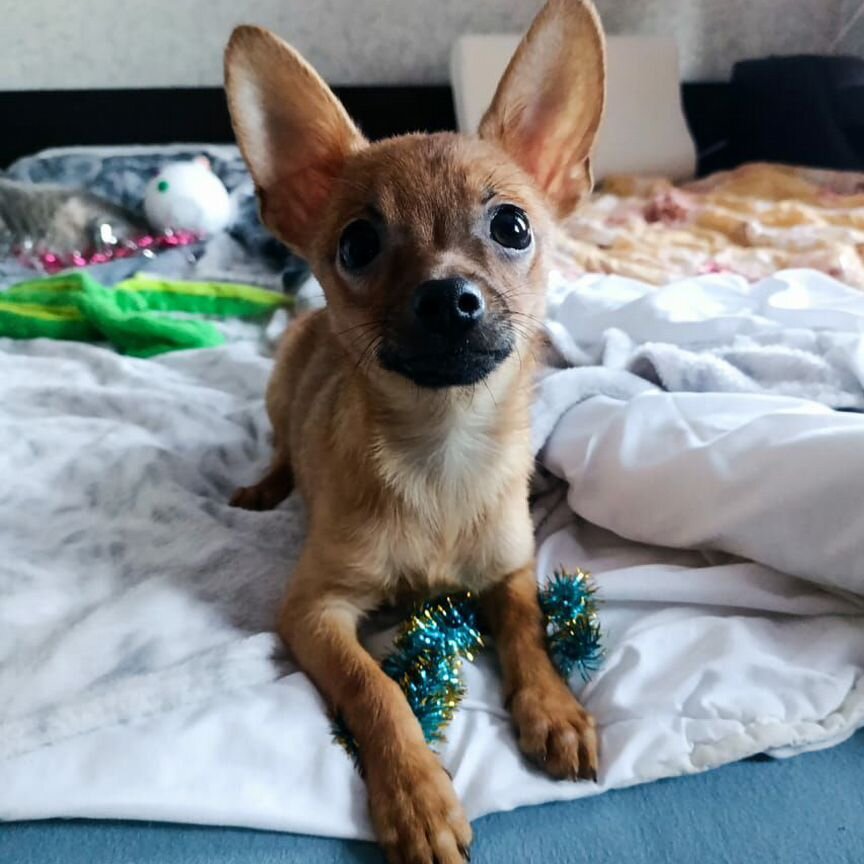 Русский той-терьер, щенок