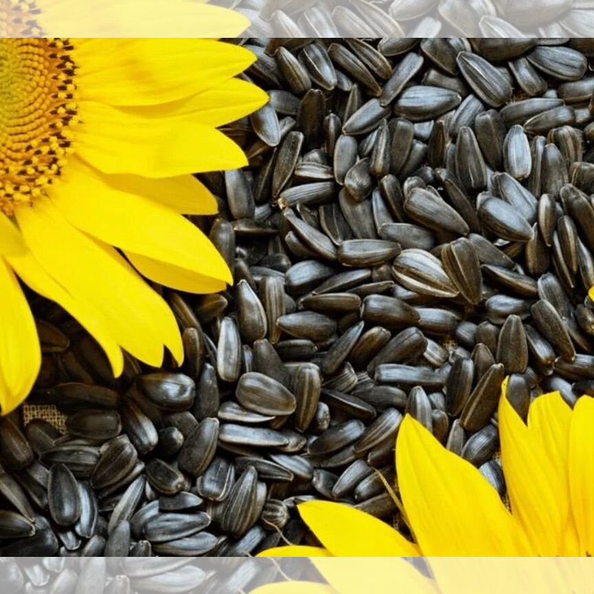 Семечки подсолнечника